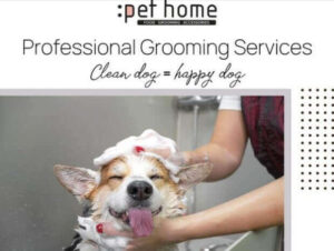 Professional grooming services από το «Pet Home» – InfoNews24